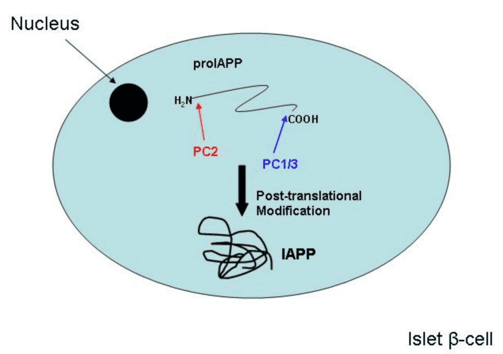 Amylin for Diabetes Management - TheDiabetesCouncil.com