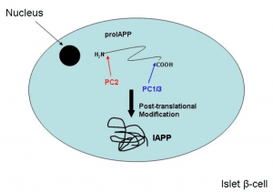 Amylin for Diabetes Management - TheDiabetesCouncil.com