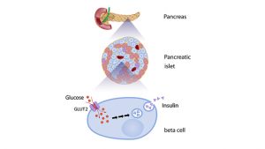Beta Cells and Diabetes - TheDiabetesCouncil.com