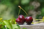 Are Cherries Good for Diabetics? - TheDiabetesCouncil.com